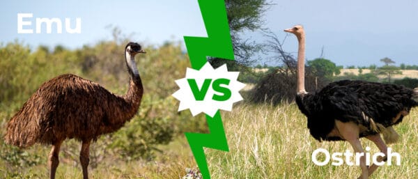 Emu Bird Facts - Dromaius novaehollandiae - A-Z Animals