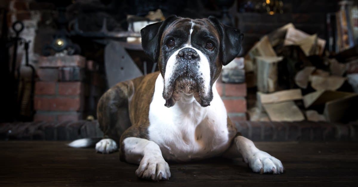 Types of Boxer Dogs - A-Z Animals