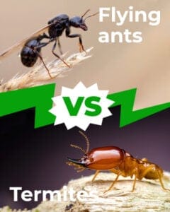 Termite Animal Facts - Isoptera - A-Z Animals