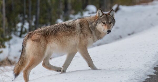 Wolves in Michigan: Where They Live, Risk to Humans, and Diet - A-Z Animals