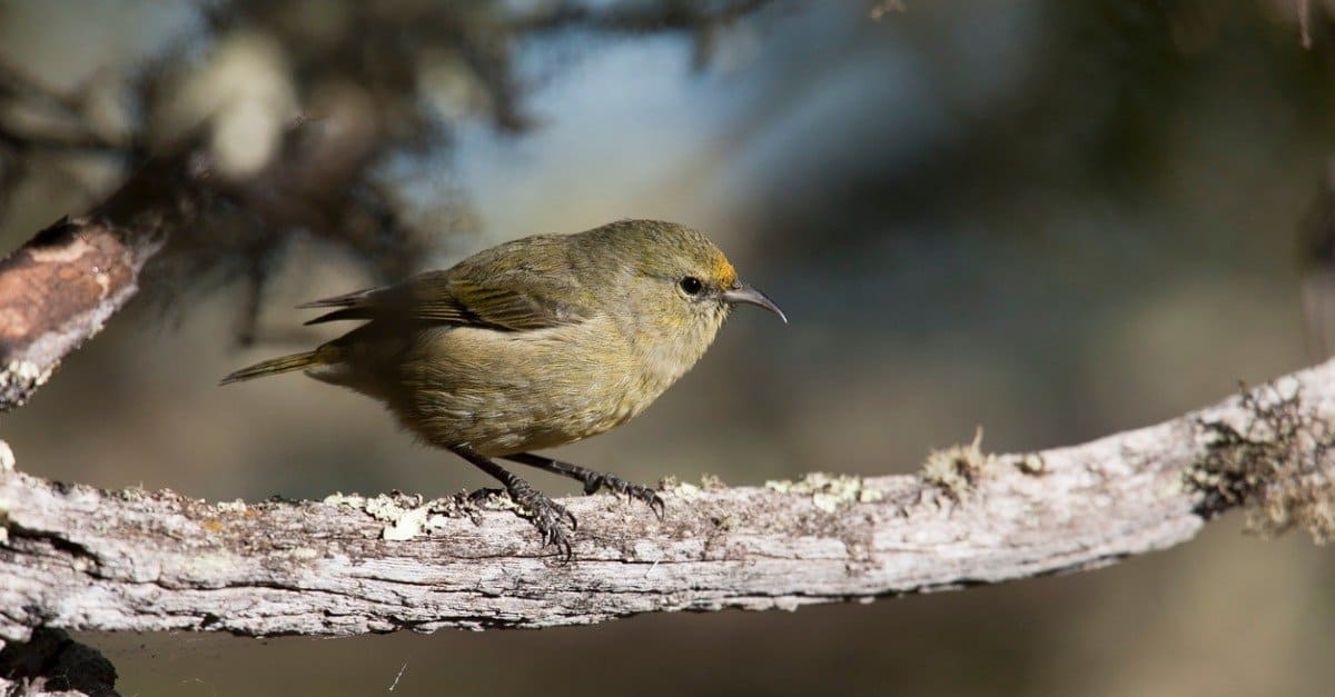 Types of Green Birds - A-Z Animals