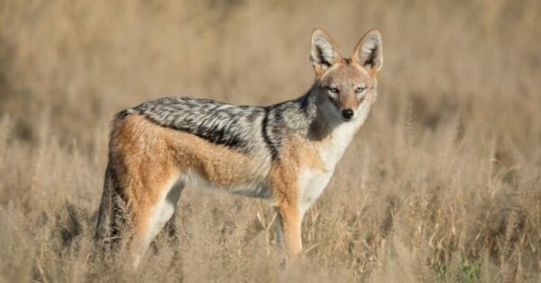 Jackal Animal Facts - Canis Aureus - A-Z Animals