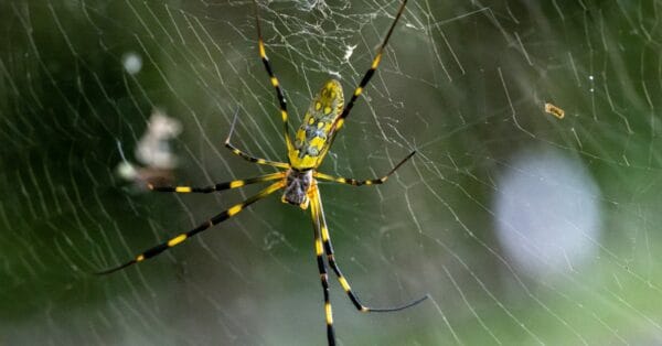 Just How Big is the Joro Spider? - A-Z Animals