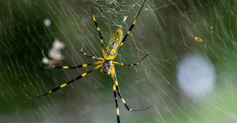 Just How Big is the Joro Spider? - A-Z Animals