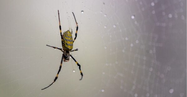 Joro Spider Animal Facts - Trichonephila clavata - A-Z Animals