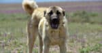 Kangal Shepherd Dog Animal Facts - Canis lupus familiaris - A-Z Animals