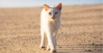 Khao Manee Cat Breed Complete Guide - A-Z Animals