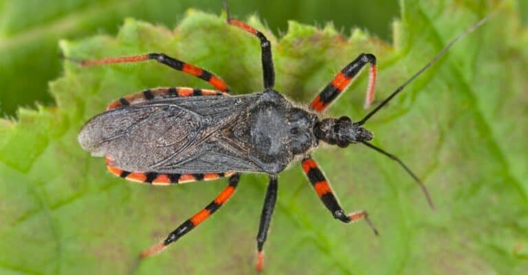 10 Annoying Insects in Alabama That Are Looking to Bite