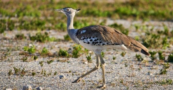Discover 25 Incredible Birds That Start With K - A-Z Animals