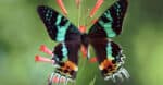 The Most Colorful Moths That Rival Butterflies - A-Z Animals