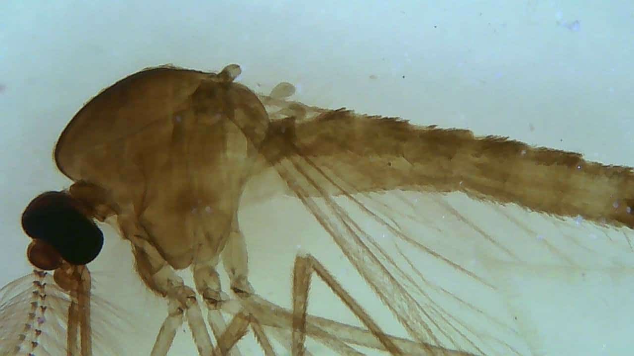 Crane Flies vs. Mosquitoes: Understanding the Key Differences - A-Z Animals