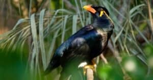 Myna Bird Animal Facts - Sturnidae - A-Z Animals