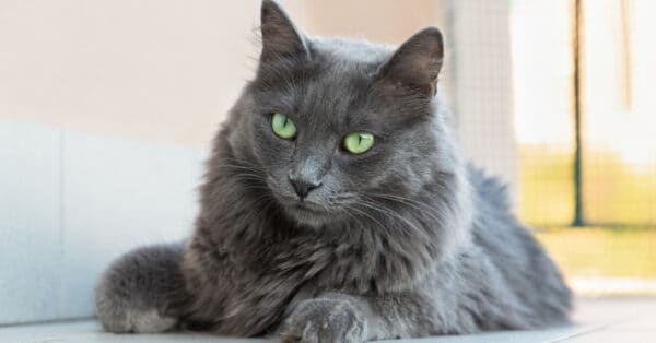 Nebelung Animal Facts - Felis catus - A-Z Animals