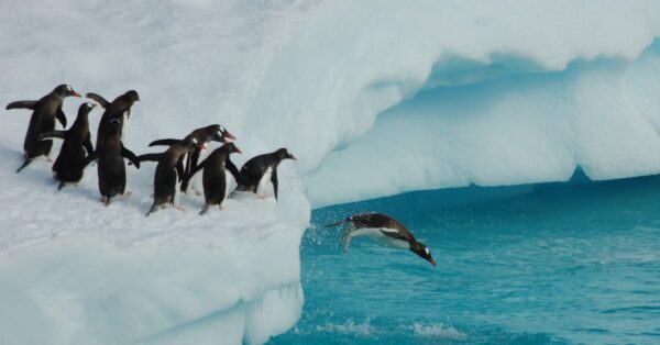Penguin Lifespan: How Long Do Penguins Live? - A-Z Animals