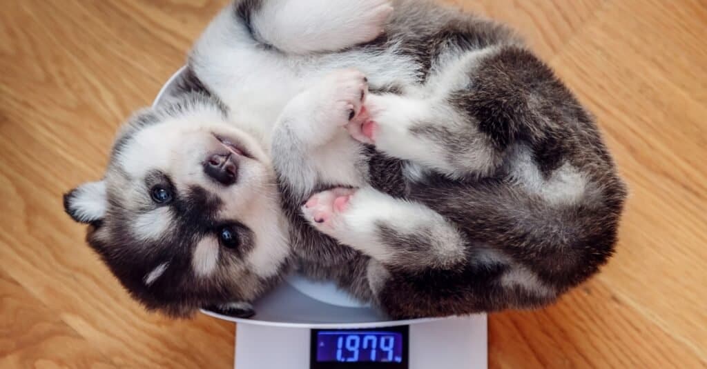 Weighing the Best Dog Scales - A-Z Animals