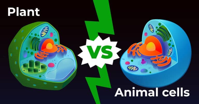 Plant Cells vs Animal Cells: 10 Key Differences Explained - A-Z Animals