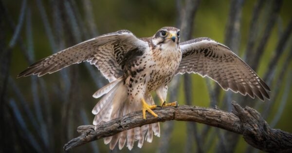 Falcon Animal Pictures | A-Z Animals
