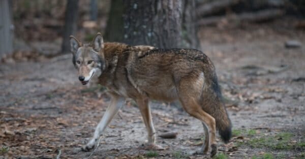 10 Key Facts About Red Wolves - A-Z Animals