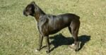 What is a Reverse Brindle Dog? (with Examples) - A-Z Animals