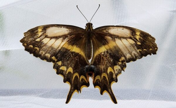 Swallowtail Butterfly Animal Facts - Papilionidae - A-Z Animals