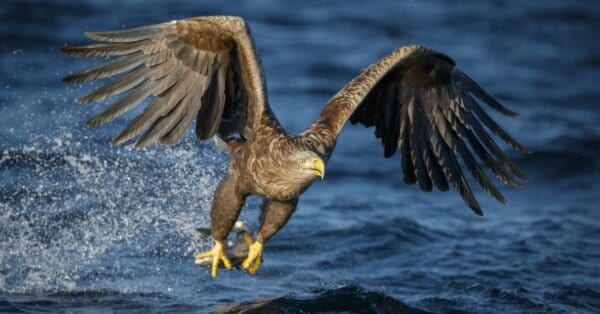 The 10 Strongest Birds on Earth and How Much They Can Lift - A-Z Animals