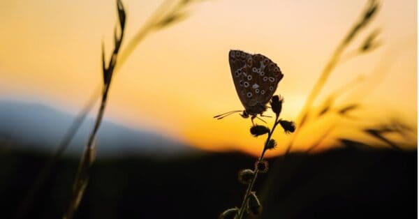 Understanding Butterfly Behavior: When and Where They Sleep - A-Z Animals