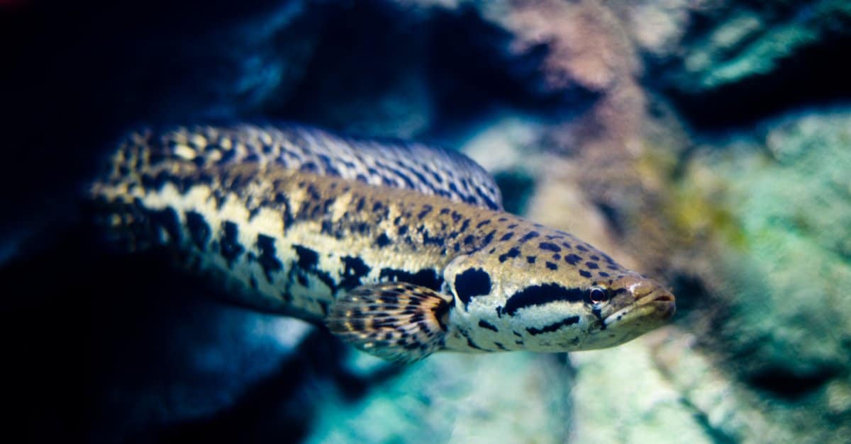 Discover the Newly Identified One-of-a-Kind Fish in Lower Susquehanna ...