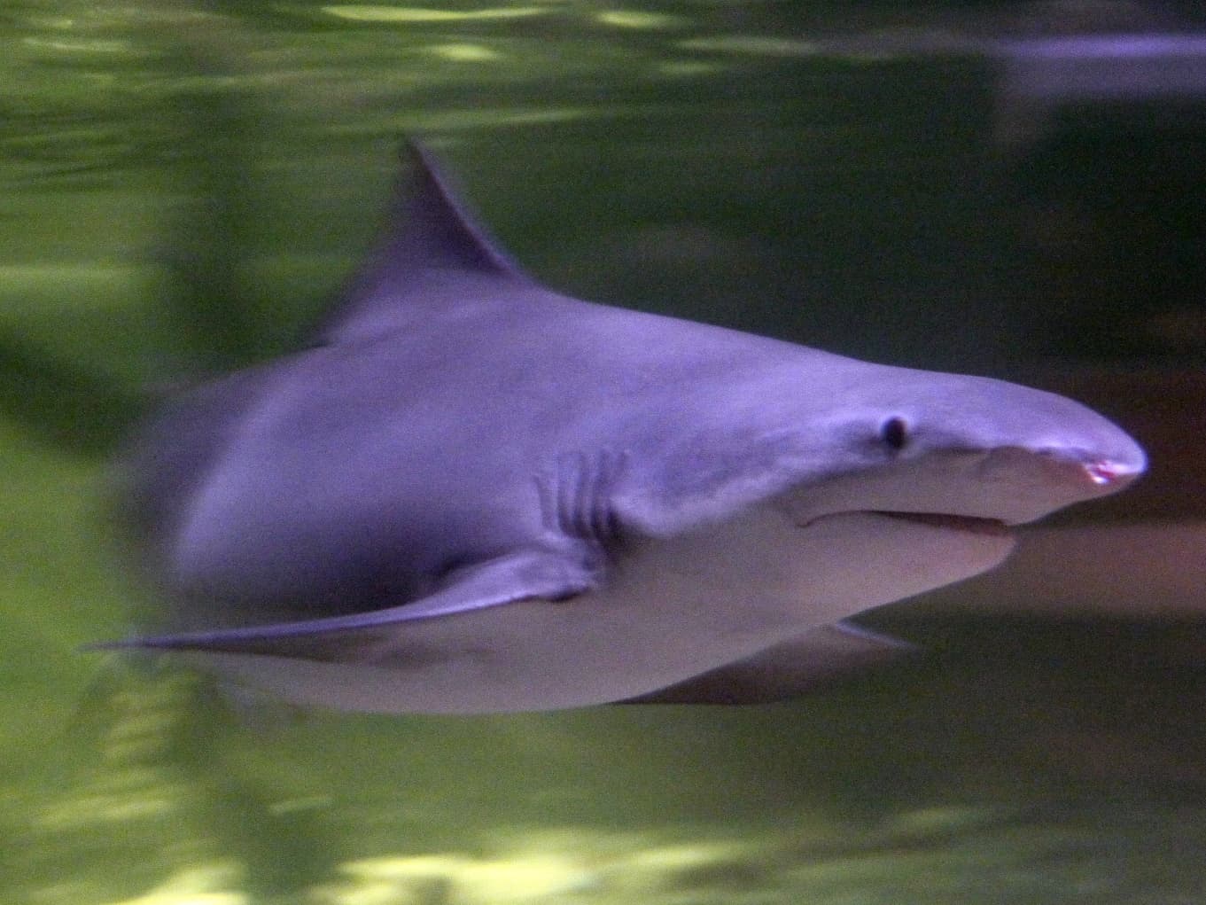Discover 5 Freshwater Shark Species - A-Z Animals