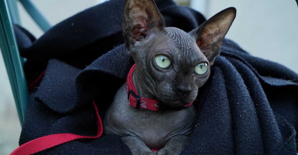 Male vs. Female Sphynx Cats: 6 Key Differences - A-Z Animals