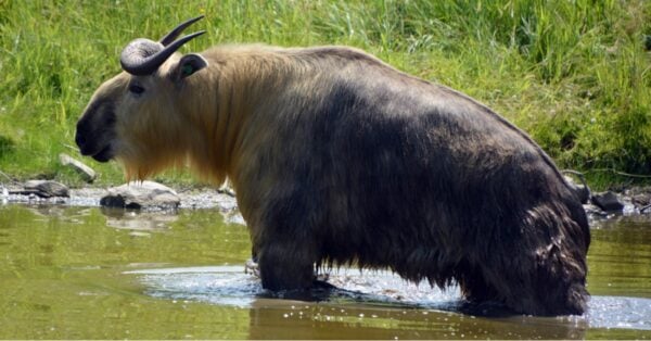 Takin Animal Facts - Budorcas taxicolor - A-Z Animals