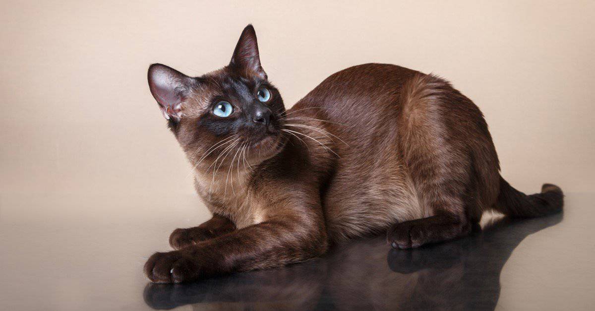 8 Brown Cat Breeds & Brown Cat Names - A-Z Animals