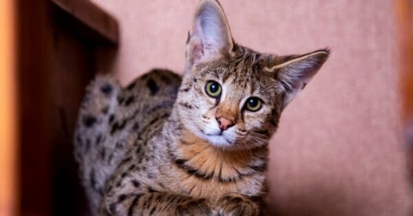Types of Egyptian Cat Breeds - A-Z Animals