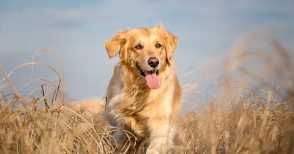 Retrievers: Loyal and Versatile Hunting Companions - A-Z Animals