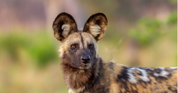African Wild Dog Animal Facts - Lycaon pictus - A-Z Animals