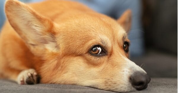6 Incredible Orange Dog Breeds - A-Z Animals