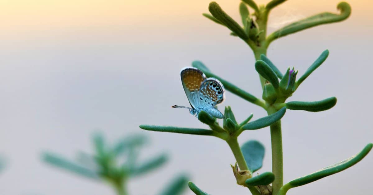 Discover 8 of the Most Unique Butterflies in the World - A-Z Animals