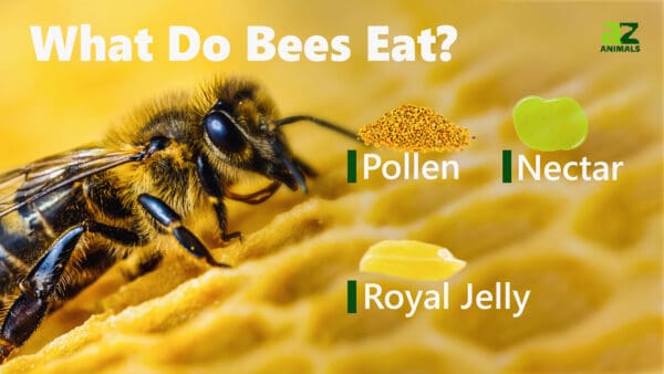What Do Bees Eat? - A-Z Animals