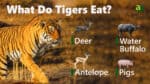 Tiger Animal Facts - Panthera tigris - A-Z Animals