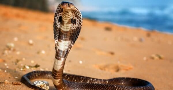 What Eats Snakes? 10 Animals That Eat Snakes - A-Z Animals Slideshows