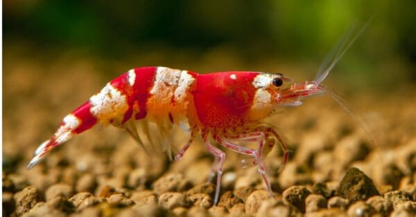 5 Types of Colorful Shrimp for Your Freshwater Aquarium - A-Z Animals