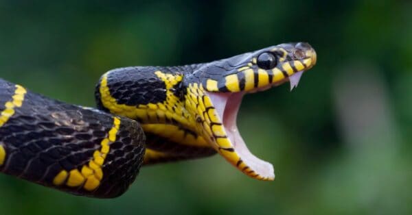Venomous or Not Snake Quiz - A-Z Animals