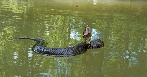 Mud Snake Animal Facts - Farancia abacura - A-Z Animals