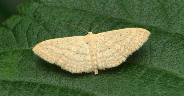 White Moth Sightings: Meaning and Symbolism - A-Z Animals