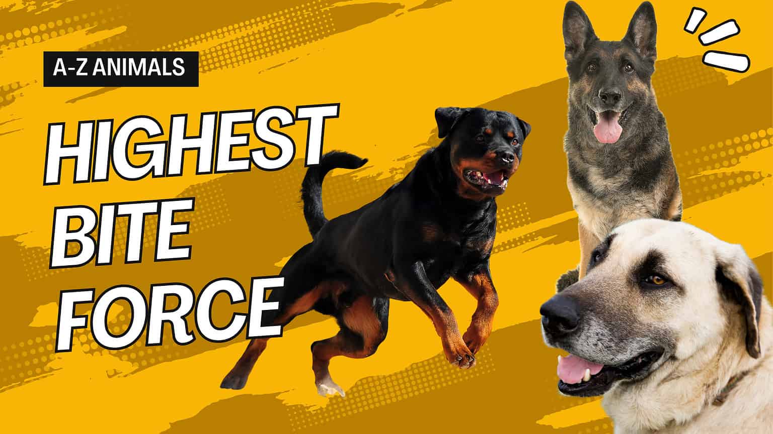 The 10 Dogs With The Highest Bite Force - Are They Safe Pets? - A-Z Animals