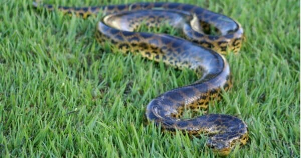 From Riverbed to Record Books: The Evolutionary Gamble Behind the World ...