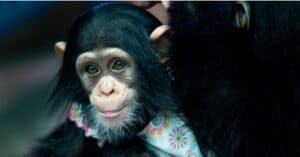 Baby Chimpanzee: 5 Incredible Facts and 5 Adorable Pictures - A-Z Animals