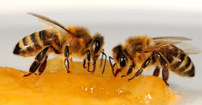 All the Buzz: How to Tell a Bumblebee from a Honeybee - A-Z Animals