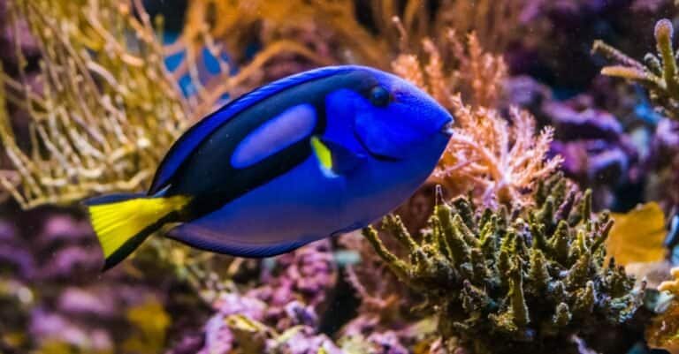 5 Finding Nemo Fish Species in Real Life - A-Z Animals