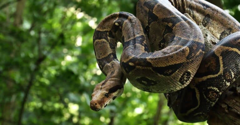 The Most Famous Snakes, From the Bible to Harry Potter - A-Z Animals