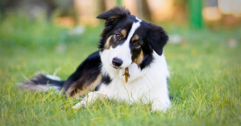 8 Common Health Problems Seen in Border Collies - A-Z Animals